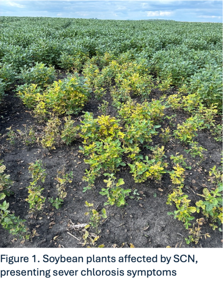 The right soybeans seed for your farm: What SCN research Is showing in ...